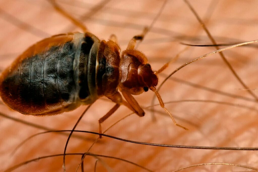 Time to Deal with the Nocturnal Blood Suckers at Home - Al-Maani Pest ...