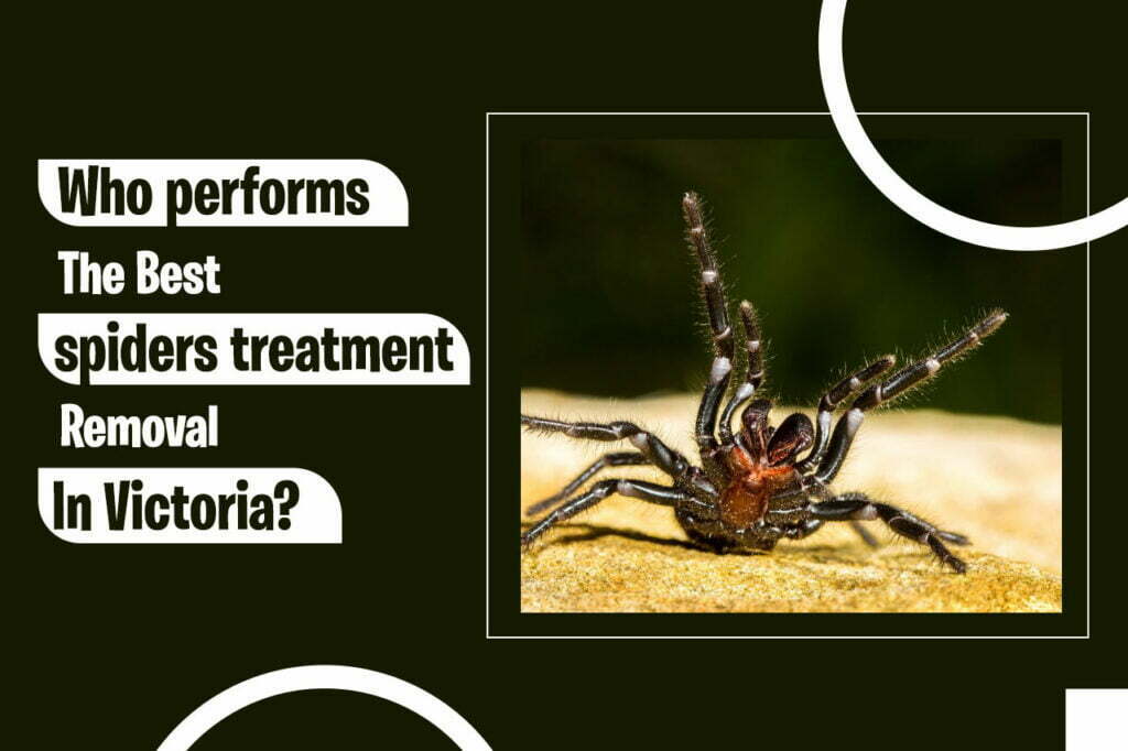 Who performs the best spiders treatment removal in Victoria? - Al-Maani ...